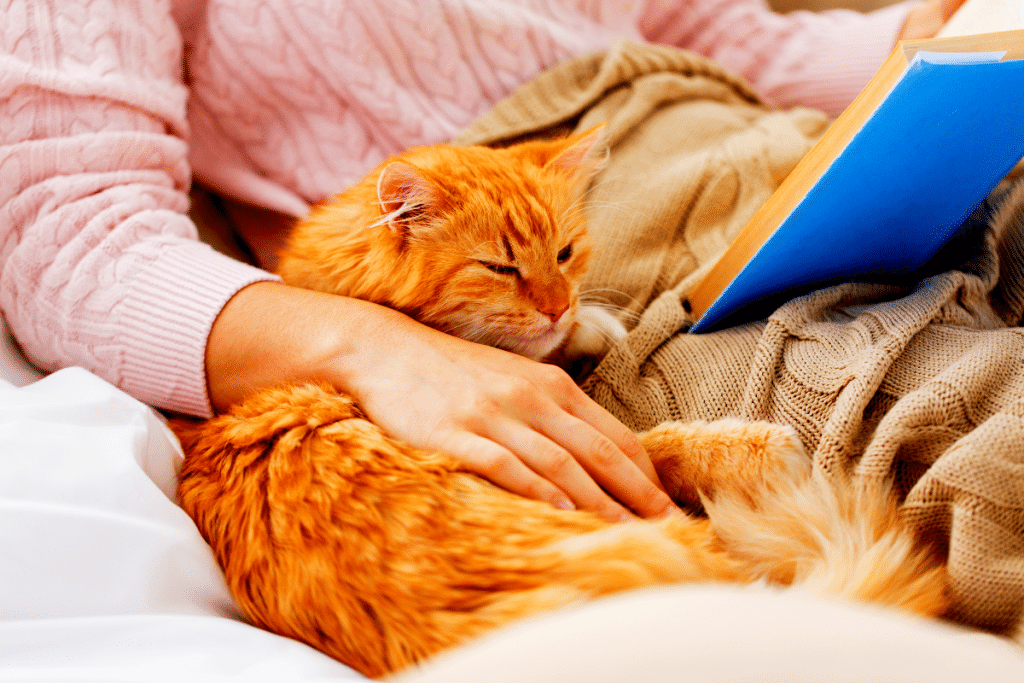 On vous dit enfin pourquoi votre chat vous rejoint chaque nuit dans ...